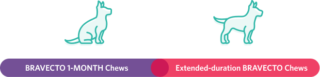 Bravecto for Puppies - us-bravecto-com