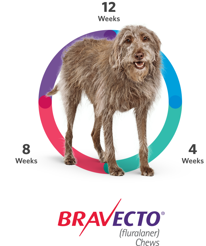 Bravecto For Dogs - us-bravecto-com