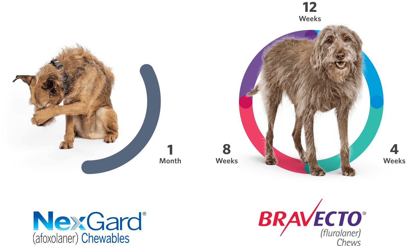 Bravecto For Dogs - us-bravecto-com