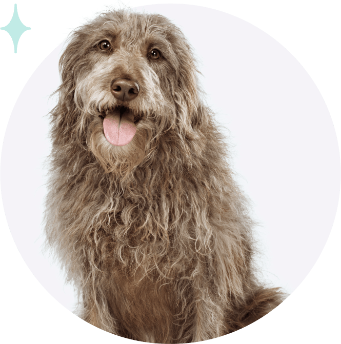 Rebate Offers - us-bravecto-com