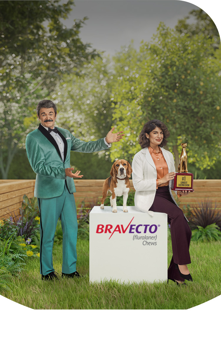Home - us-bravecto-com