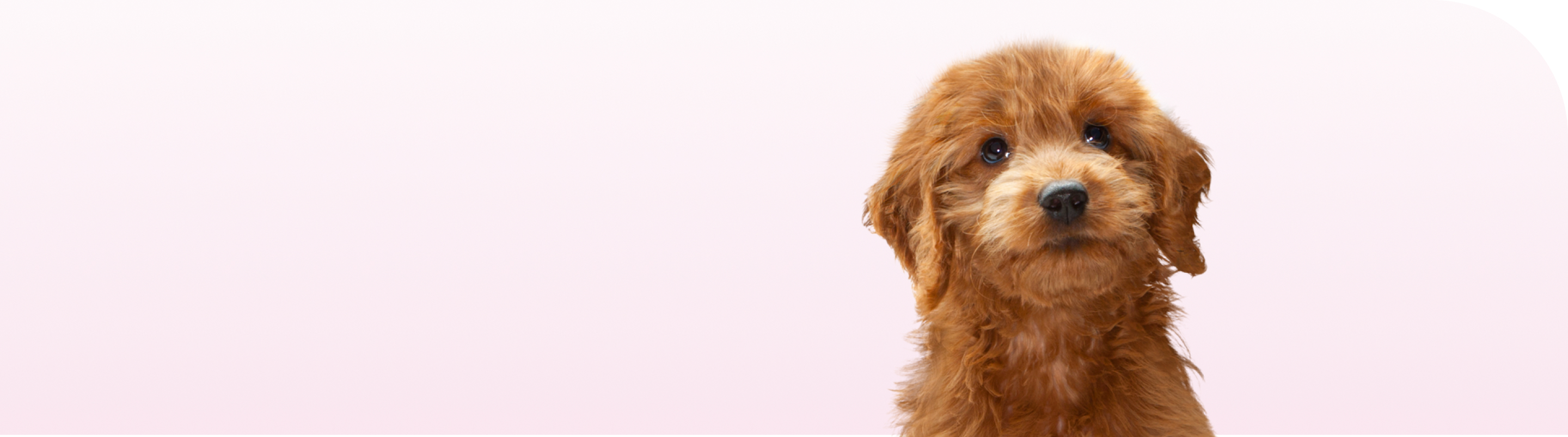 Bravecto for Puppies - us-bravecto-com