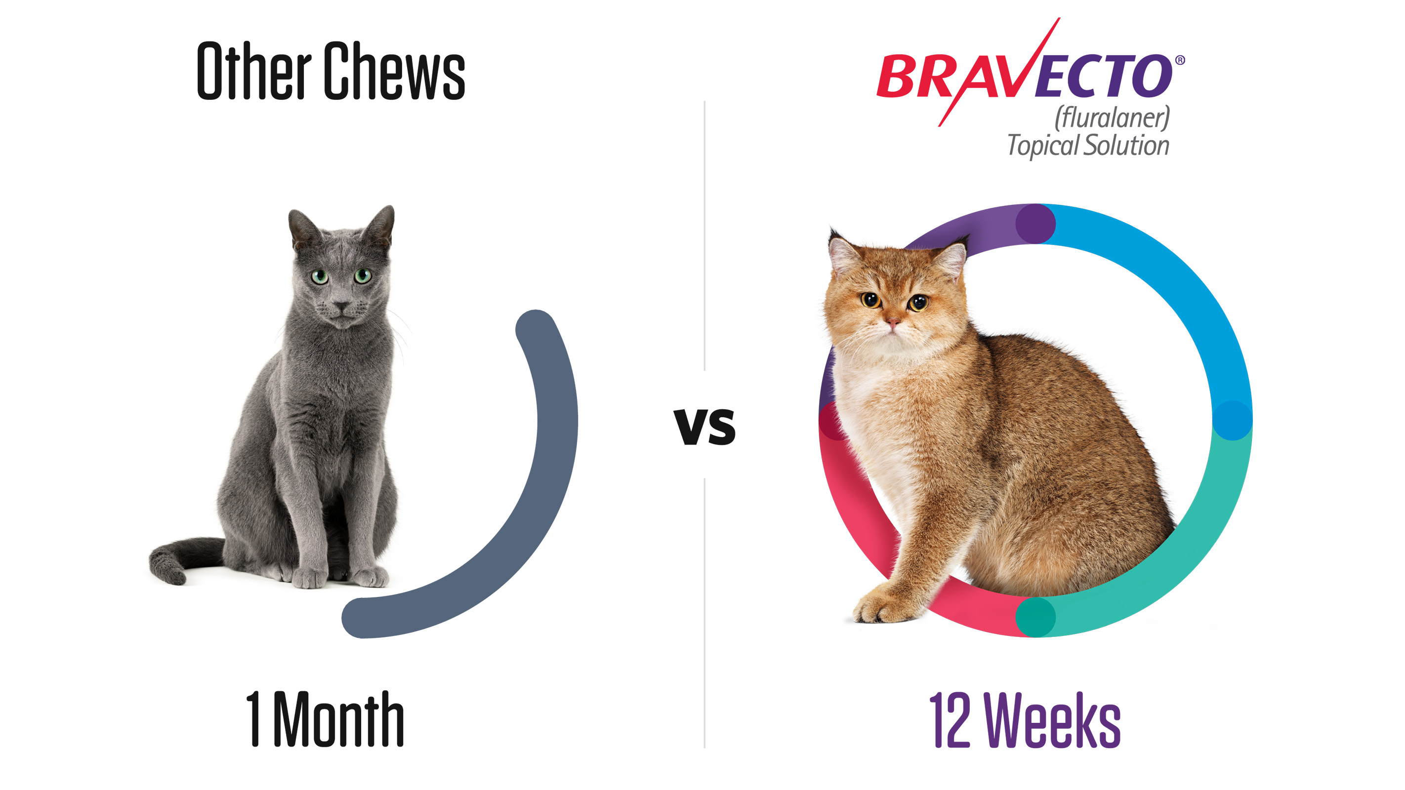 Bravecto for Cats - us-bravecto-com
