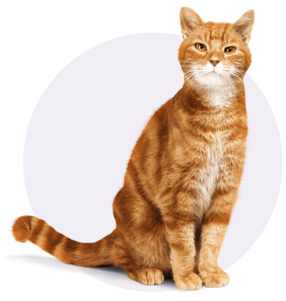 Bravecto Plus For Cats - us-bravecto-com