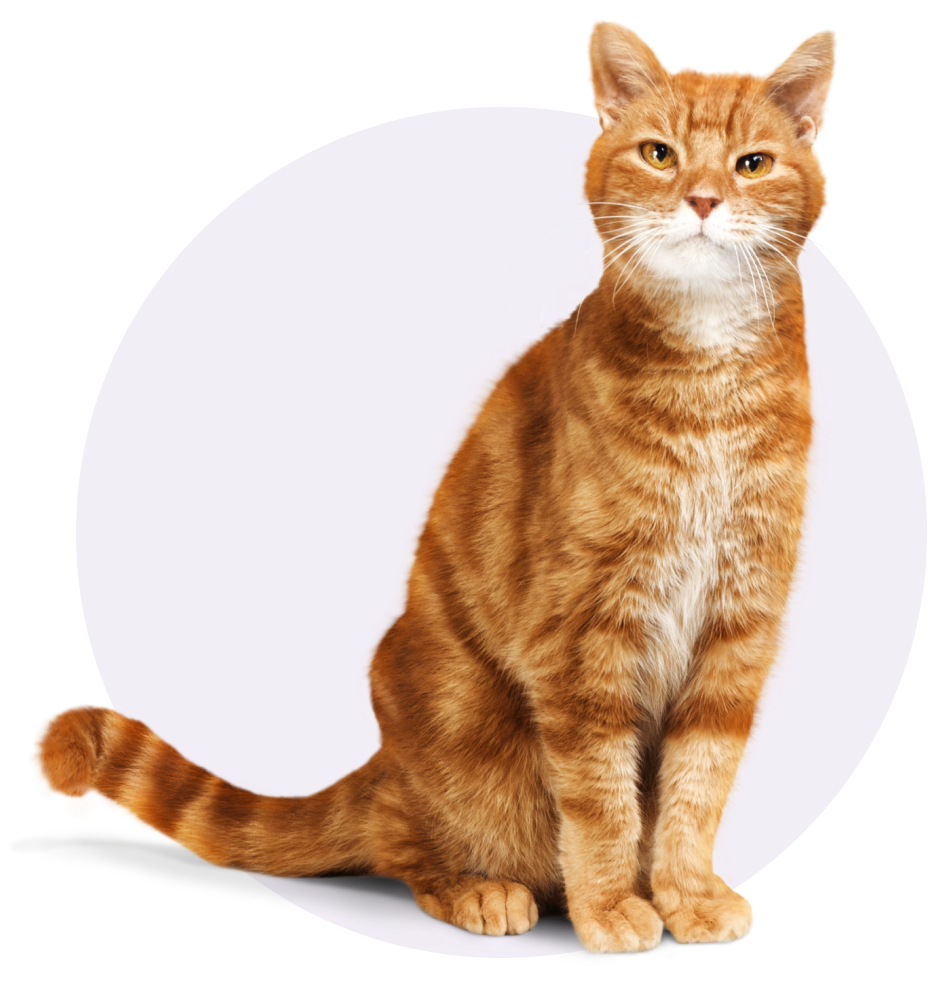 Bravecto Plus For Cats - us-bravecto-com