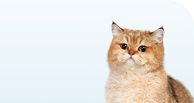 Rebates for BRAVECTO® and SENTINEL® | us-bravecto-com