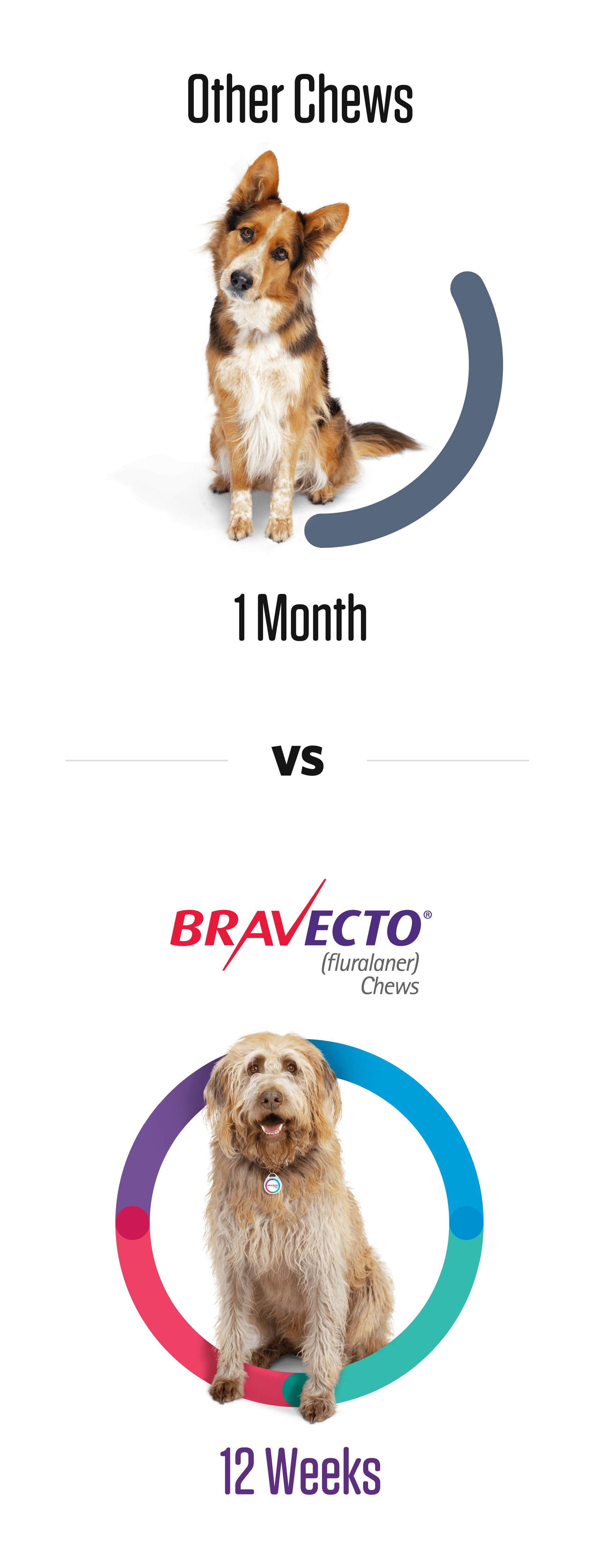 Bravecto For Dogs - us-bravecto-com