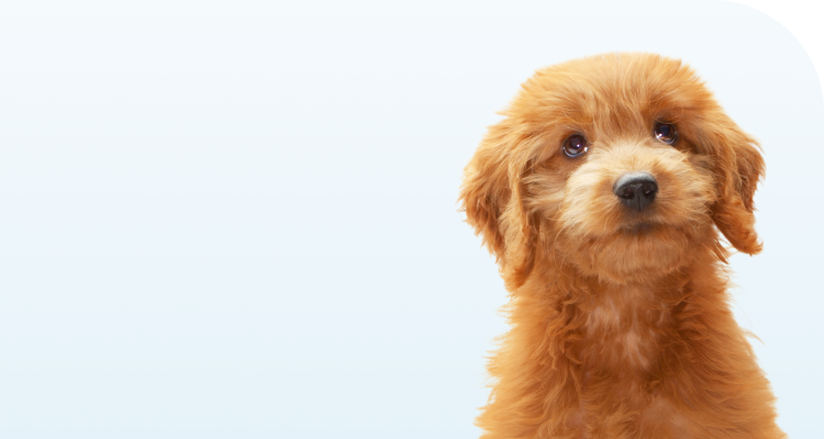 Bravecto for Puppies - us-bravecto-com