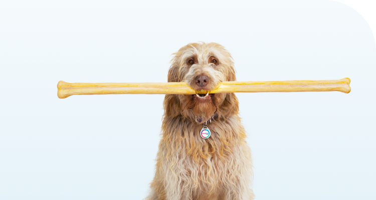 Bravecto For Dogs - us-bravecto-com
