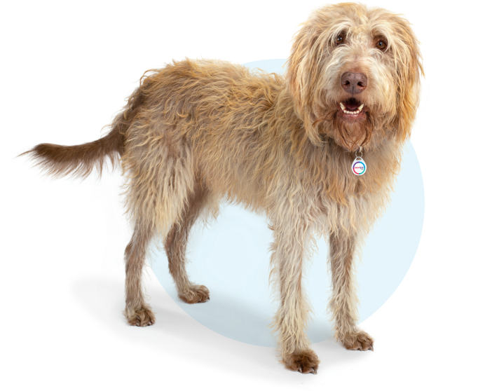 BRAVECTO for Dogs | BRAVECTO