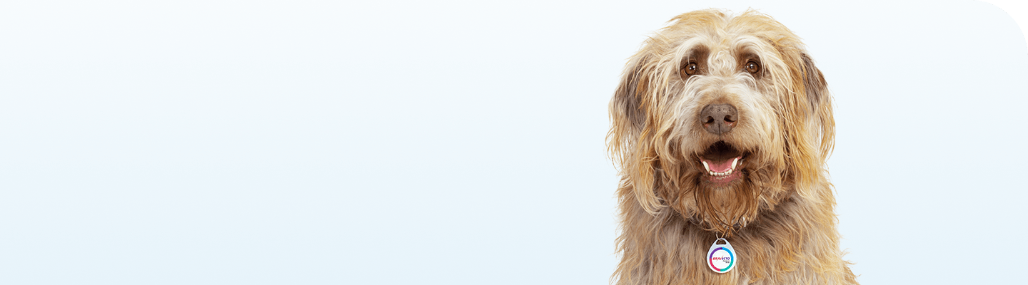 Rebates for BRAVECTO® and SENTINEL® | us-bravecto-com