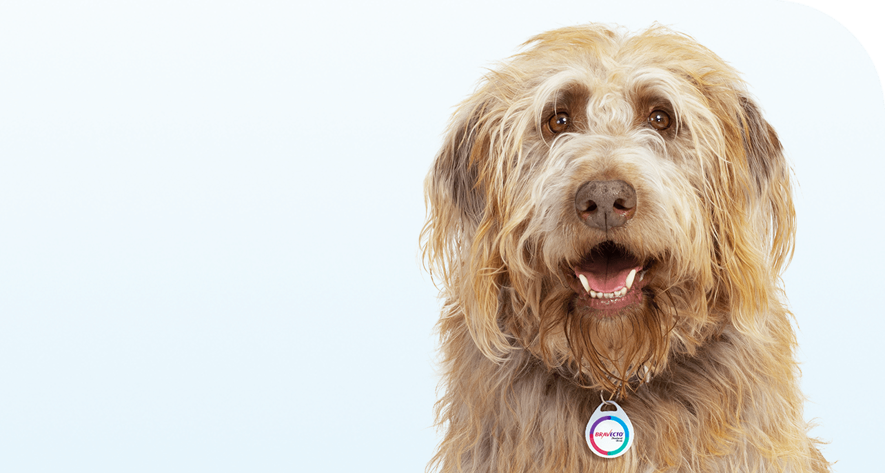 Rebates for BRAVECTO® and SENTINEL® | us-bravecto-com