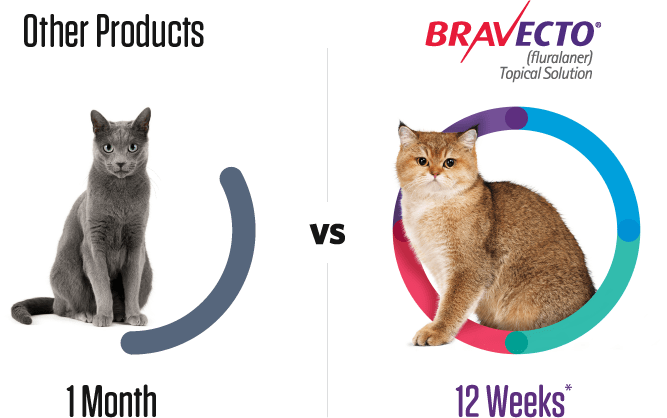 Bravecto for Cats - us-bravecto-com