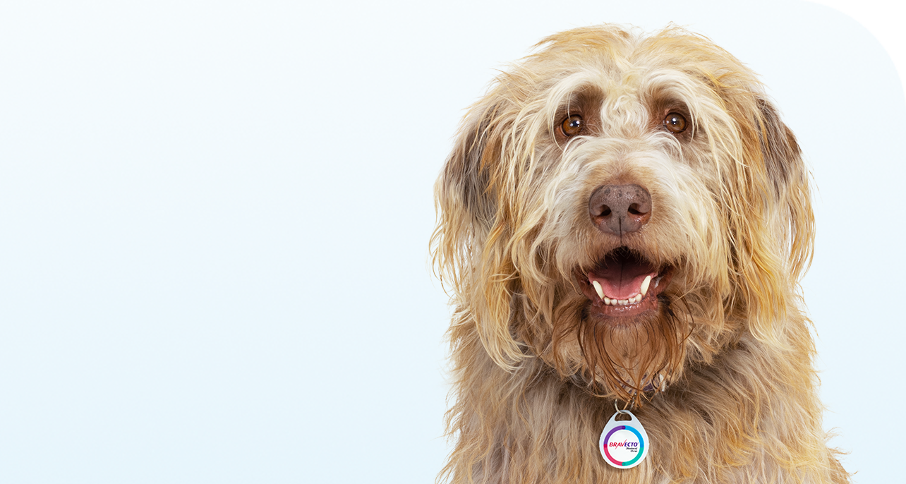 Choose Complete Parasite Protection | us-bravecto-com