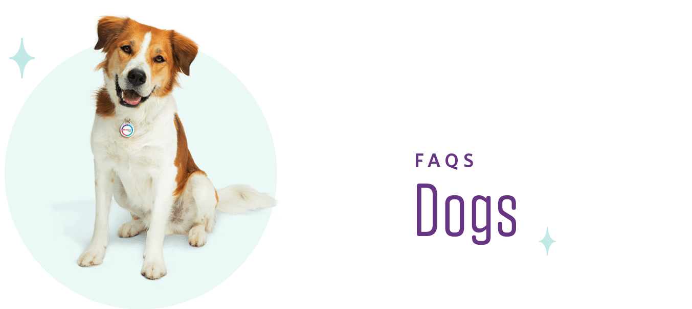 Frequently Asked Questions - us-bravecto-com