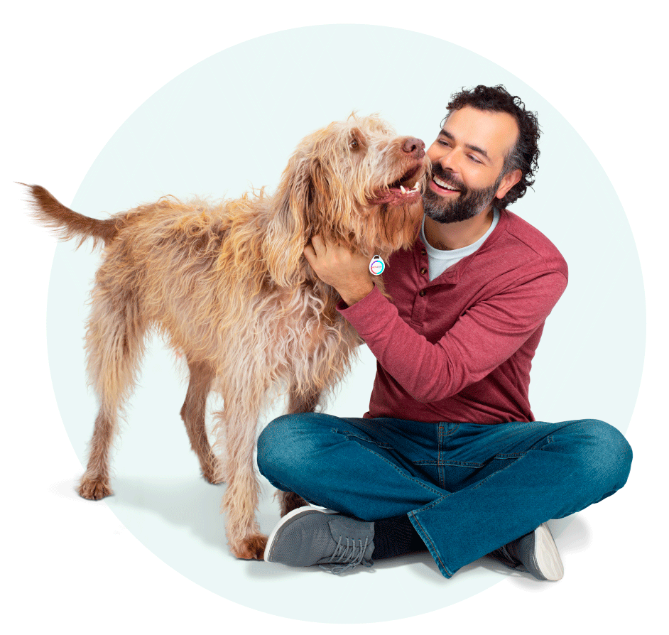 Bravecto Chews for Dogs - us-bravecto-com