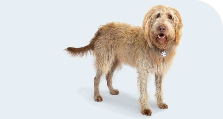 Bravecto Topical for Dogs - us-bravecto-com