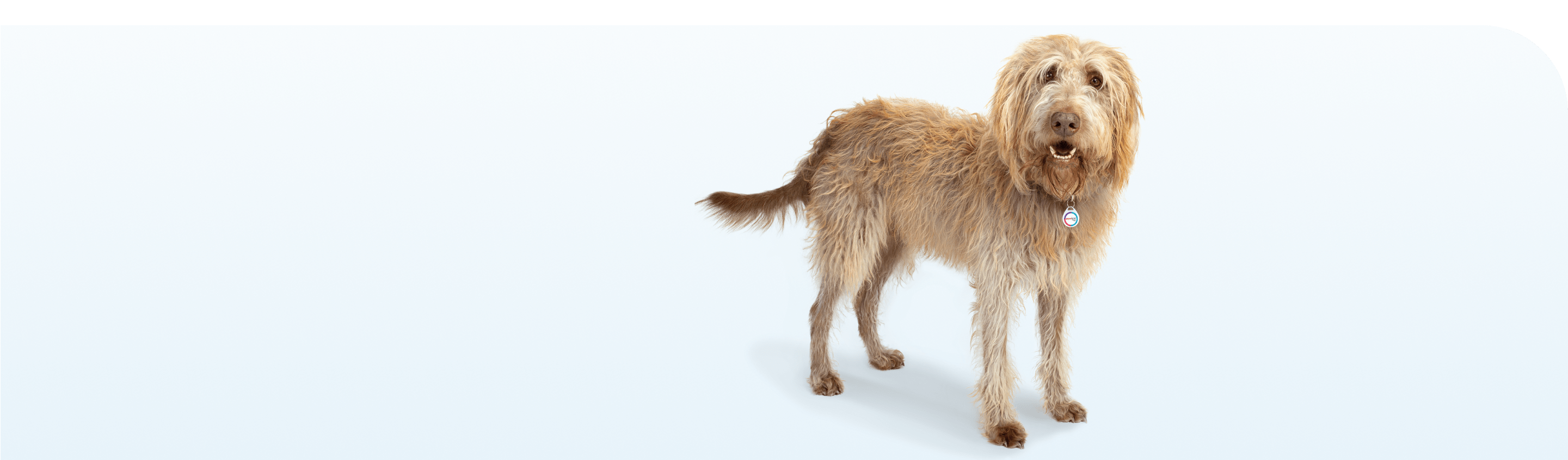 Bravecto Topical for Dogs - us-bravecto-com