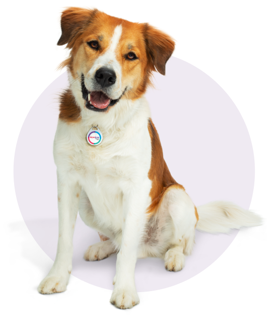 Bravecto Topical for Dogs - us-bravecto-com