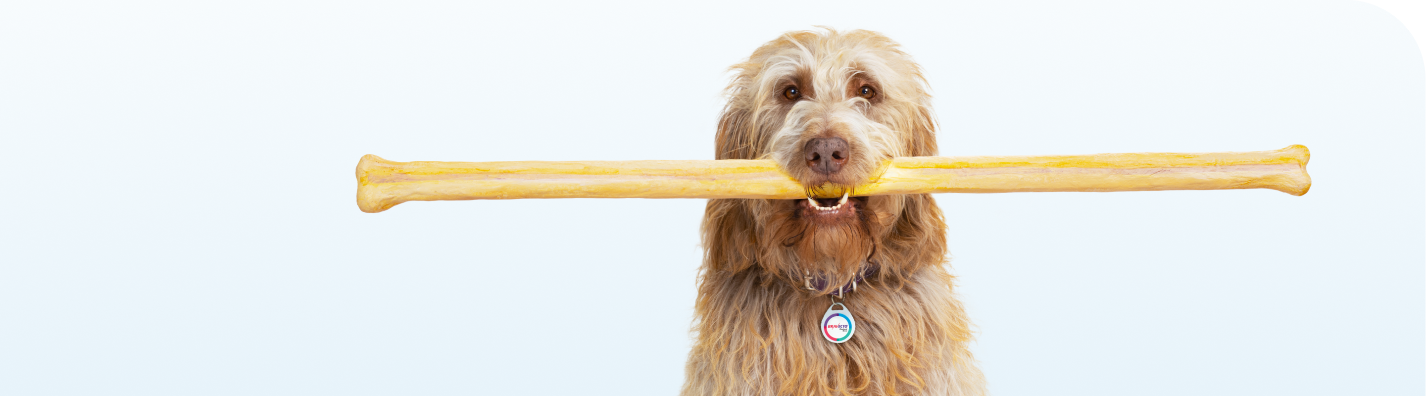 Bravecto Chews for Dogs - us-bravecto-com