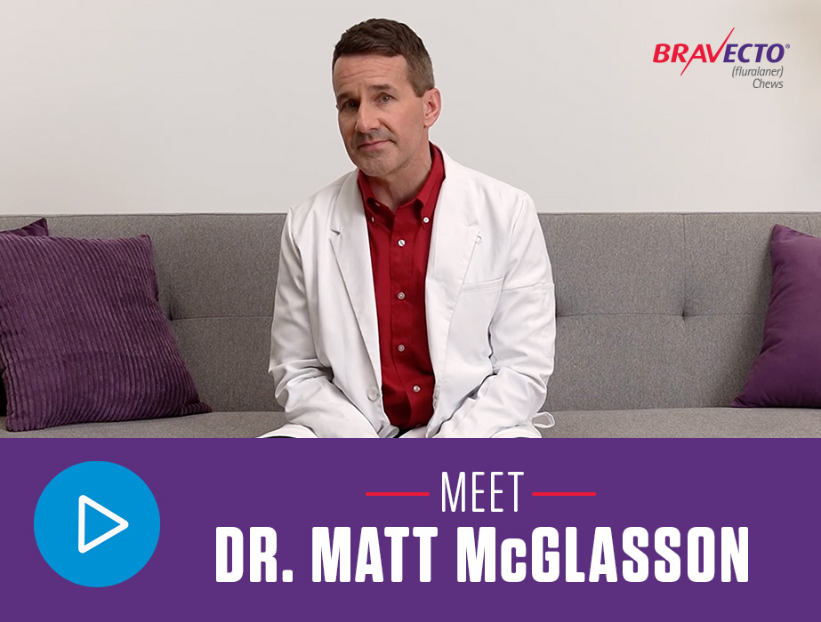 Bravecto Chews for Dogs - us-bravecto-com