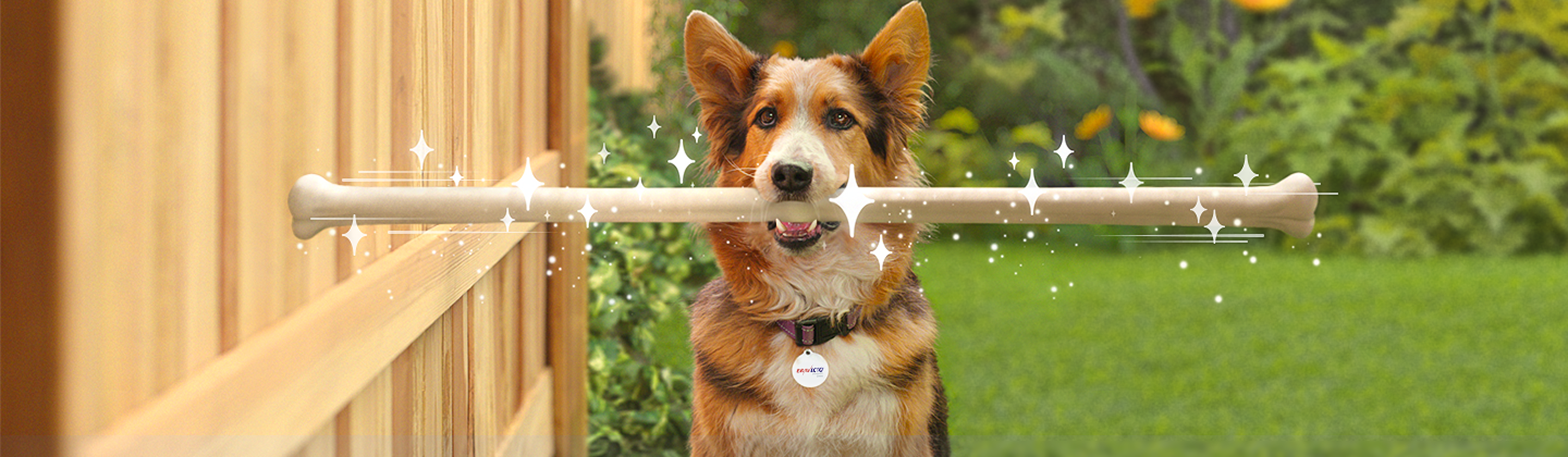 Bravecto Chews for Dogs - us-bravecto-com