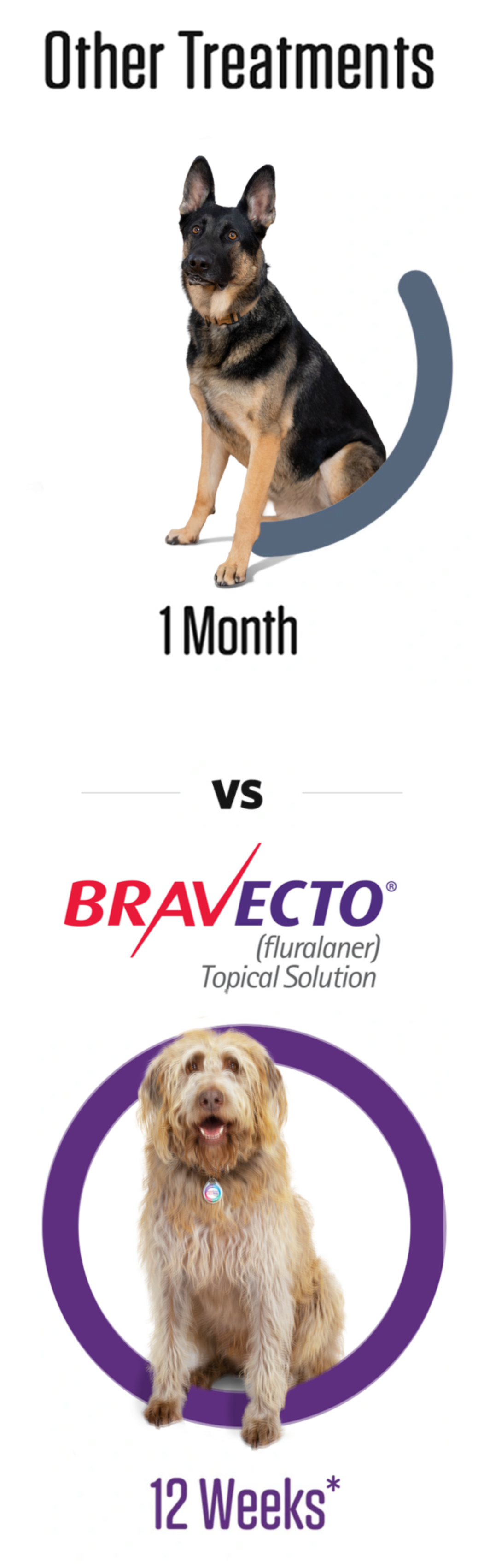 Bravecto Topical for Dogs - us-bravecto-com