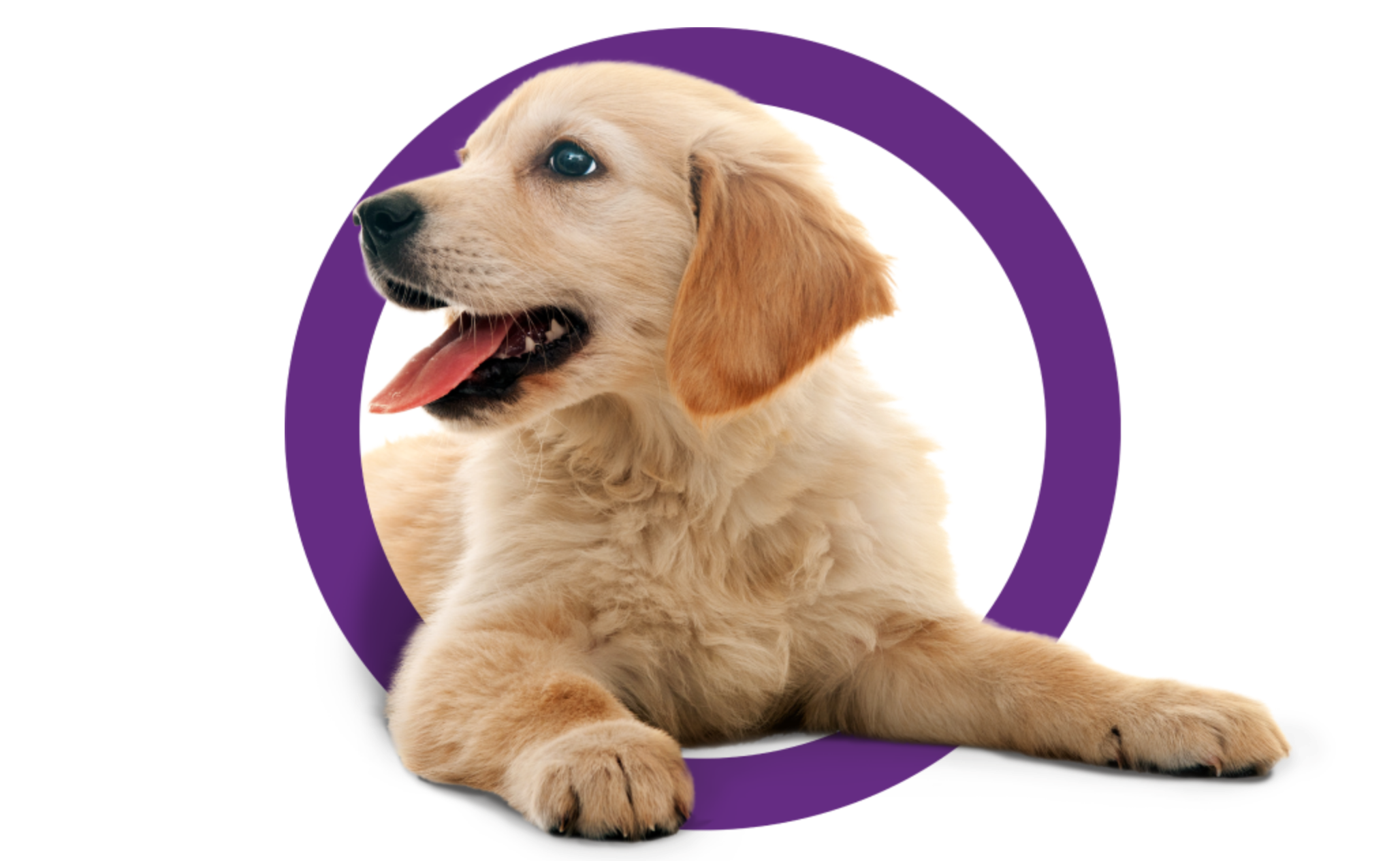 Bravecto for Puppies - us-bravecto-com